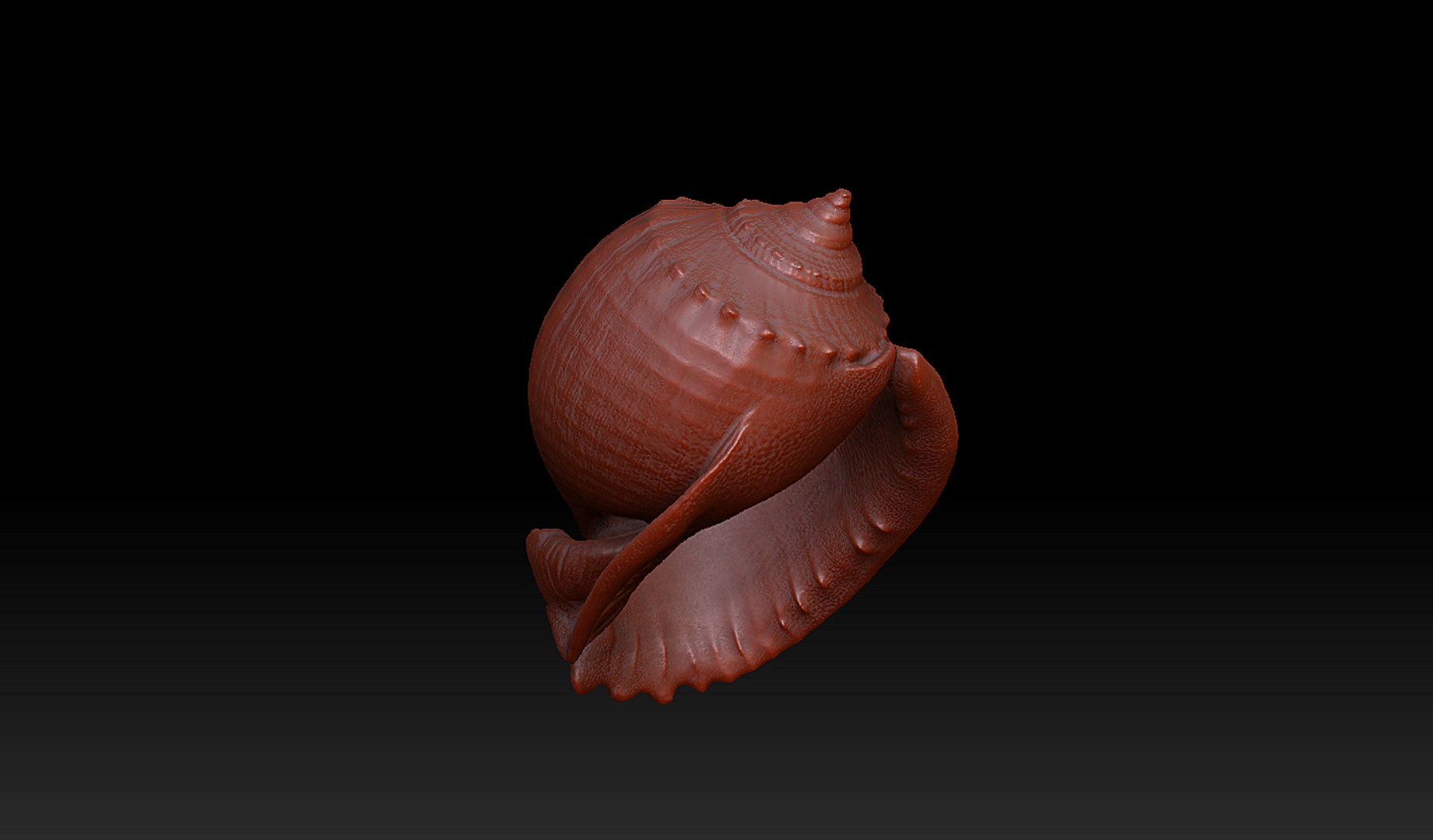 Maya Phalium Bisculatum Seashell