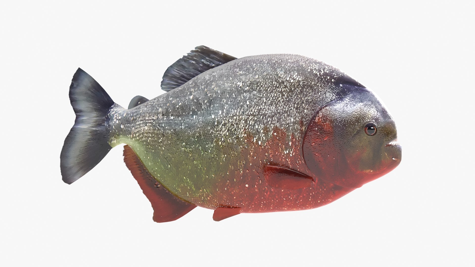 Red Belly Piranha 3D Model - TurboSquid 2072785