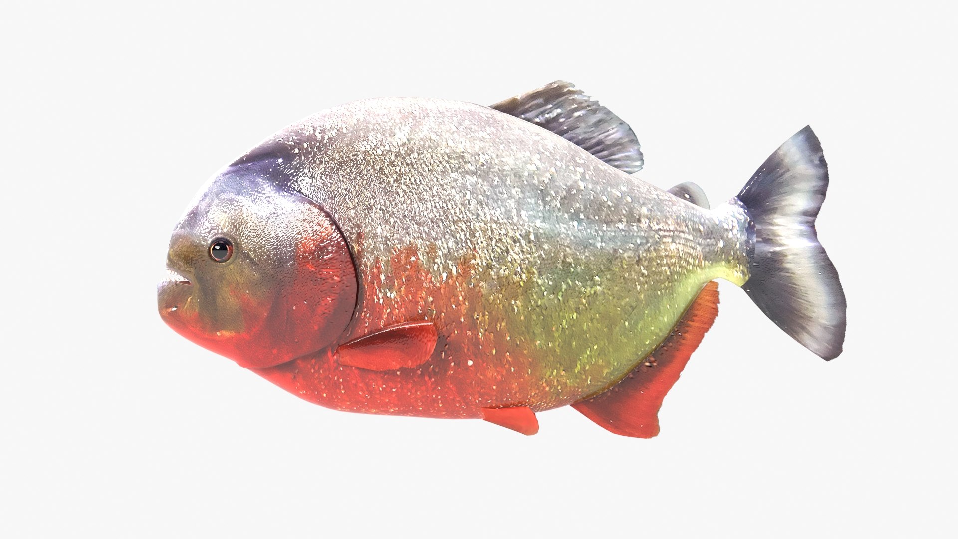 Red Belly Piranha 3D Model - TurboSquid 2072785