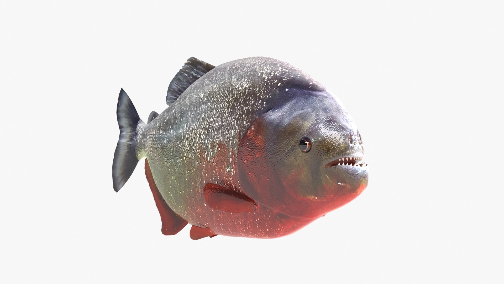 Red Belly Piranha 3D Model - TurboSquid 2072785