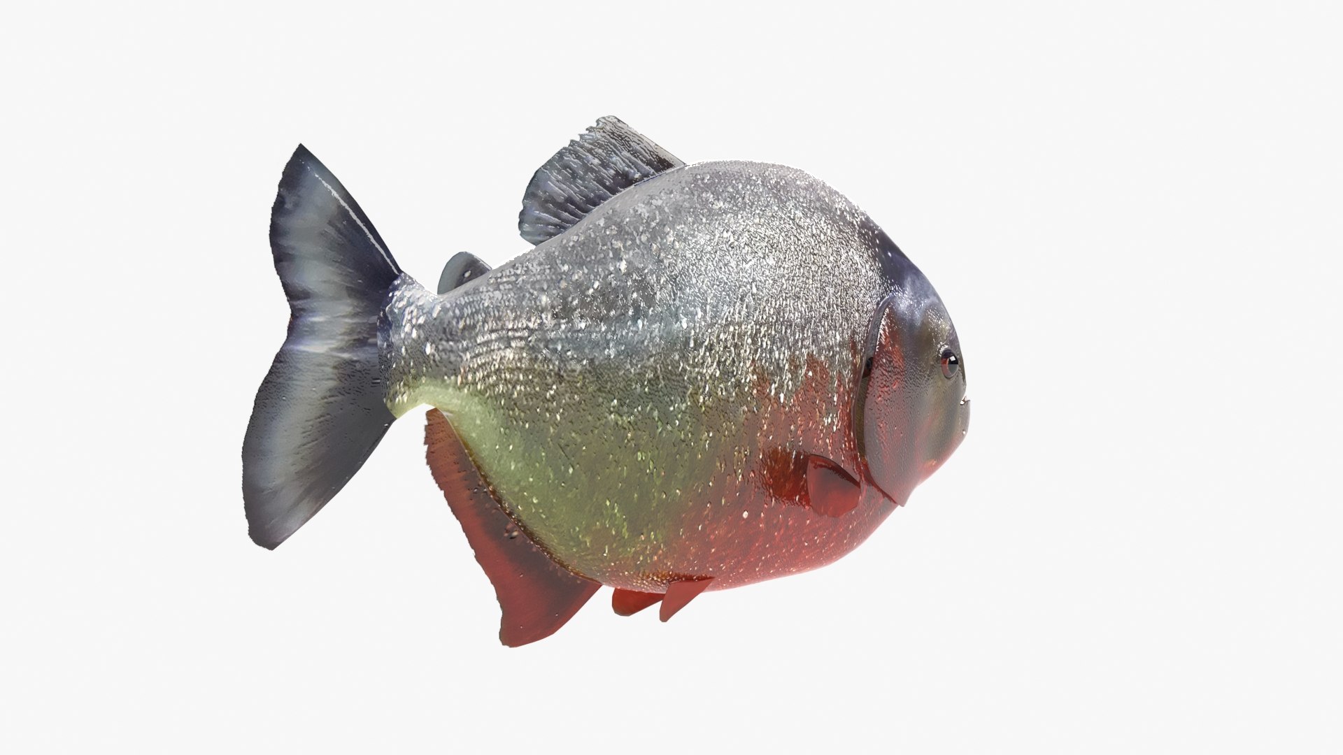 Red Belly Piranha 3D Model - TurboSquid 2072785