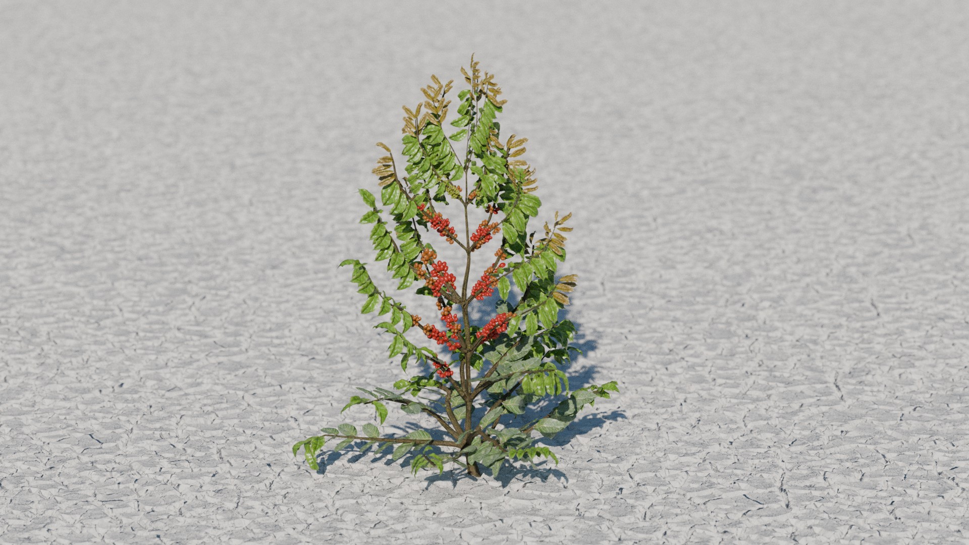 3D Model Coffee Plant - TurboSquid 2329697