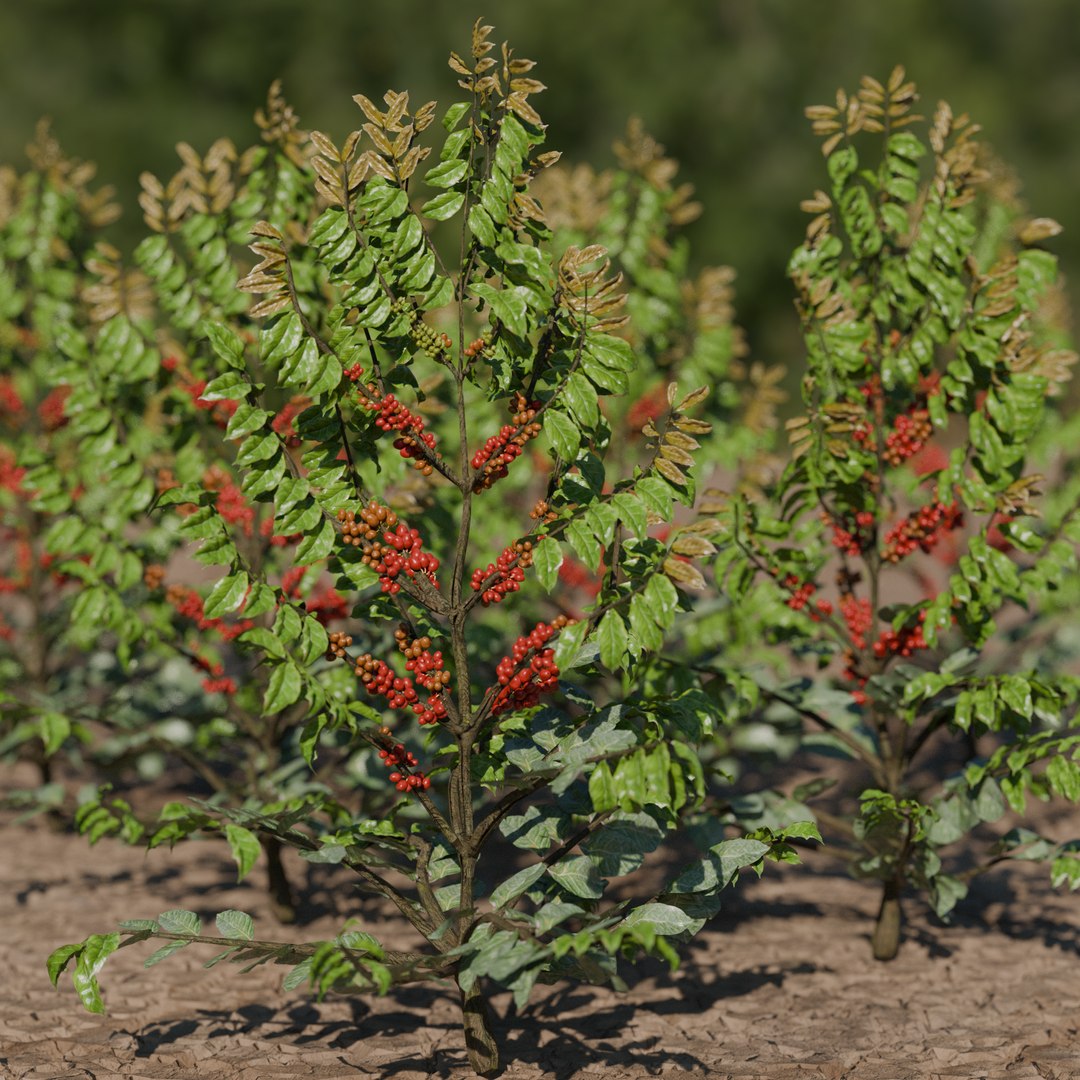 3D Model Coffee Plant - TurboSquid 2329697
