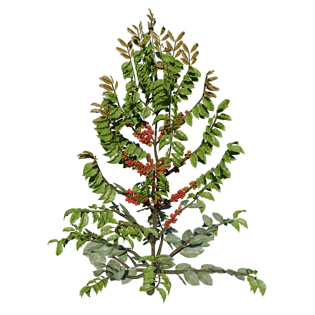 3D Model Coffee Plant - TurboSquid 2329697