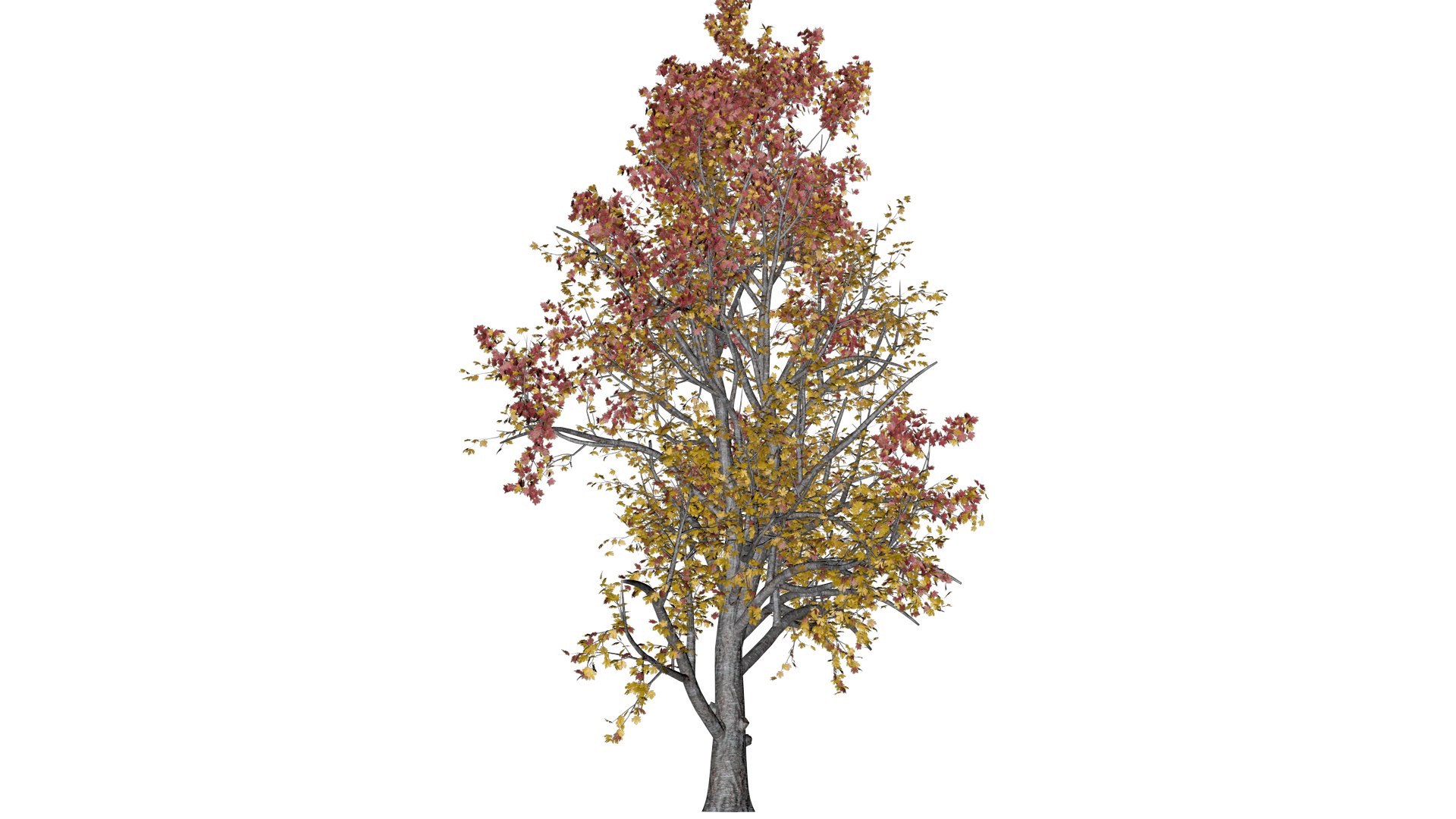 Mountain Maple Tree In Fall - 03 - 3D Model - TurboSquid 2377564