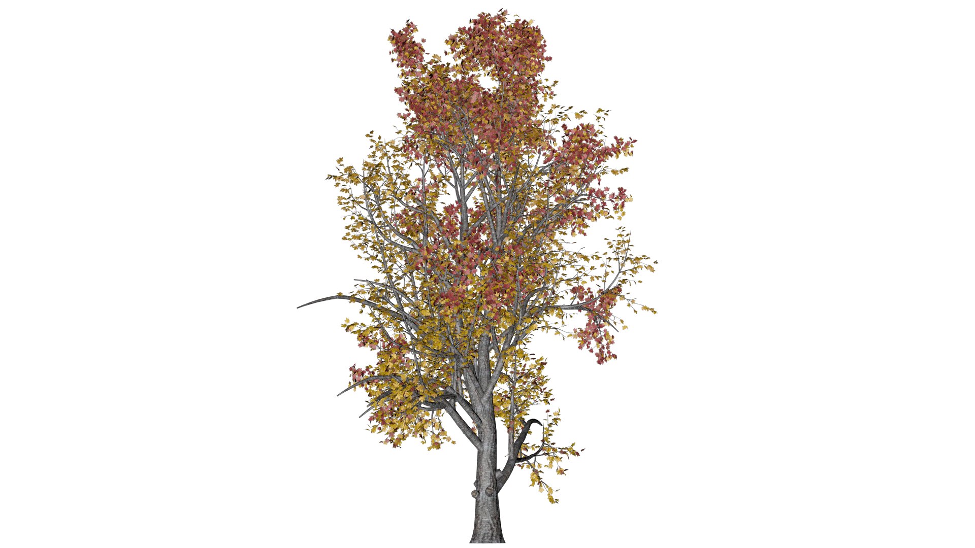 Mountain Maple Tree In Fall - 03 - 3D Model - TurboSquid 2377564