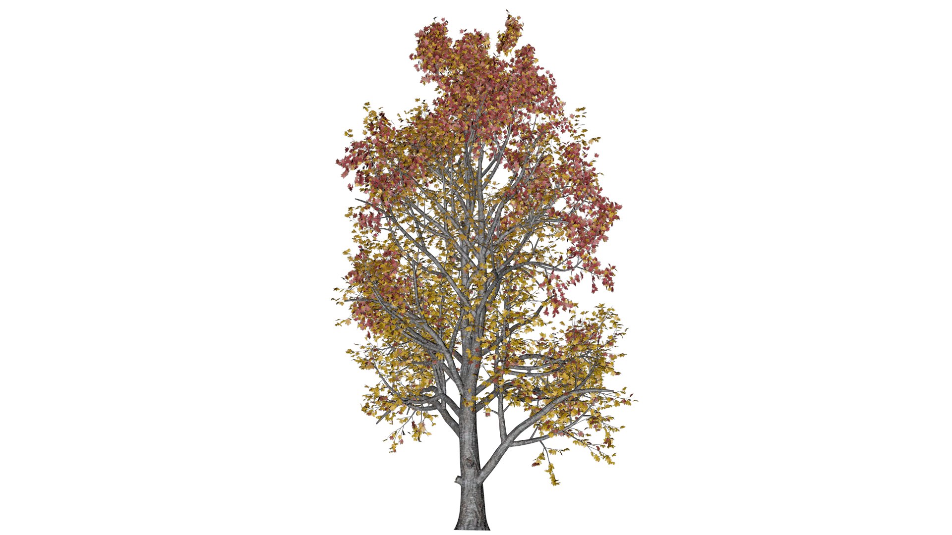 Mountain Maple Tree In Fall - 03 - 3D Model - TurboSquid 2377564