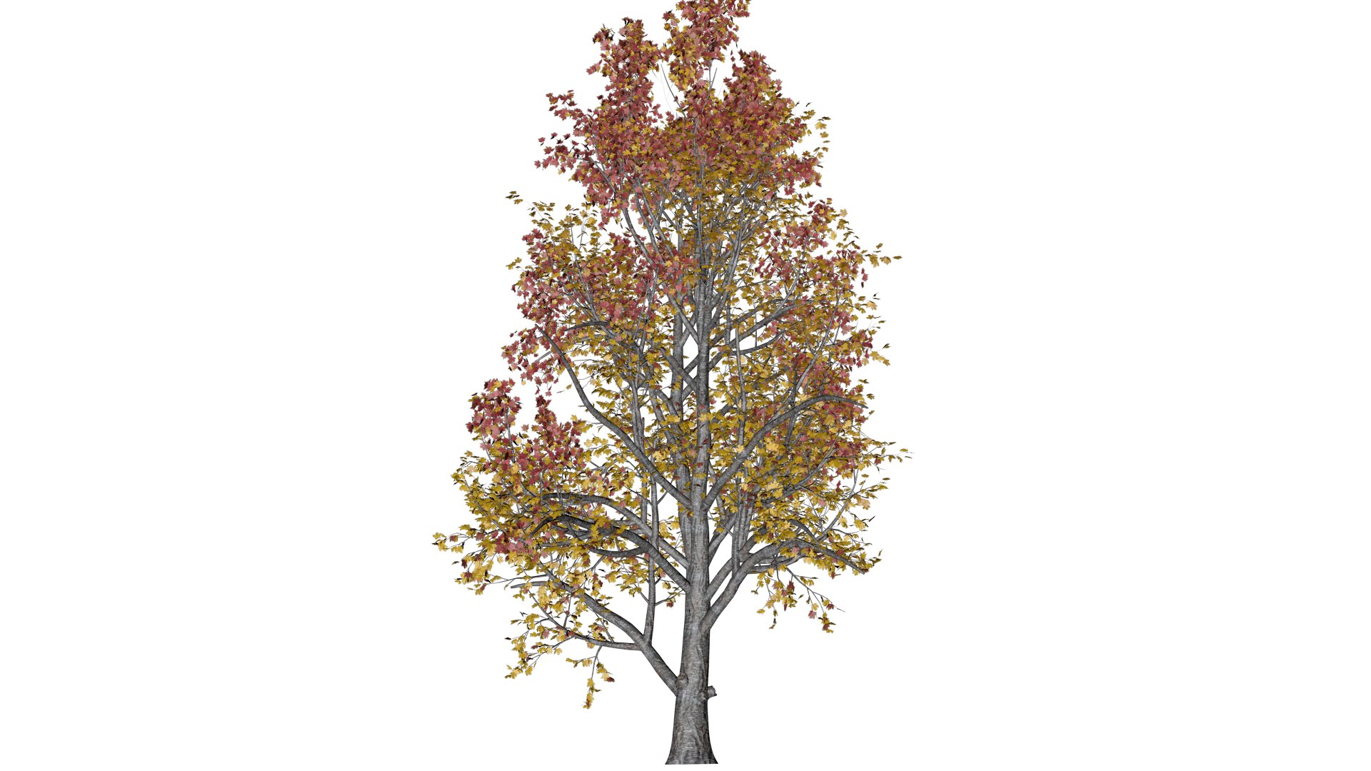 Mountain Maple Tree In Fall - 03 - 3D Model - TurboSquid 2377564
