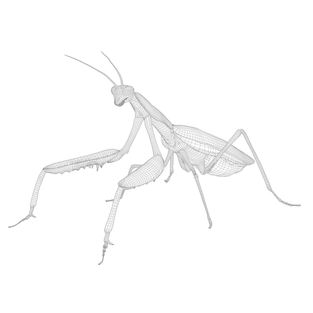 Praying Mantis 3dD Model Model - TurboSquid 2338593