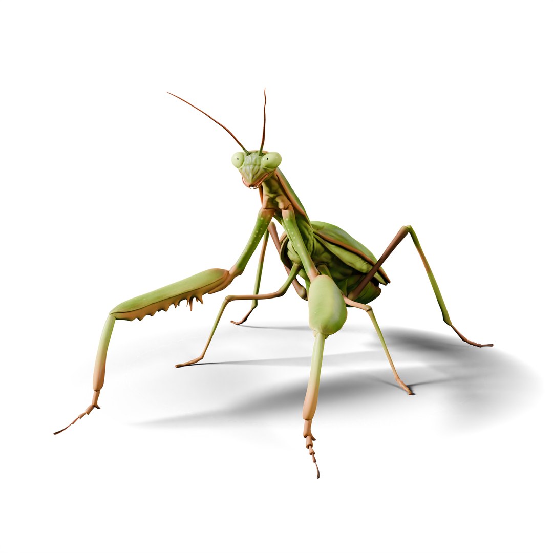 Praying Mantis 3dD Model Model - TurboSquid 2338593