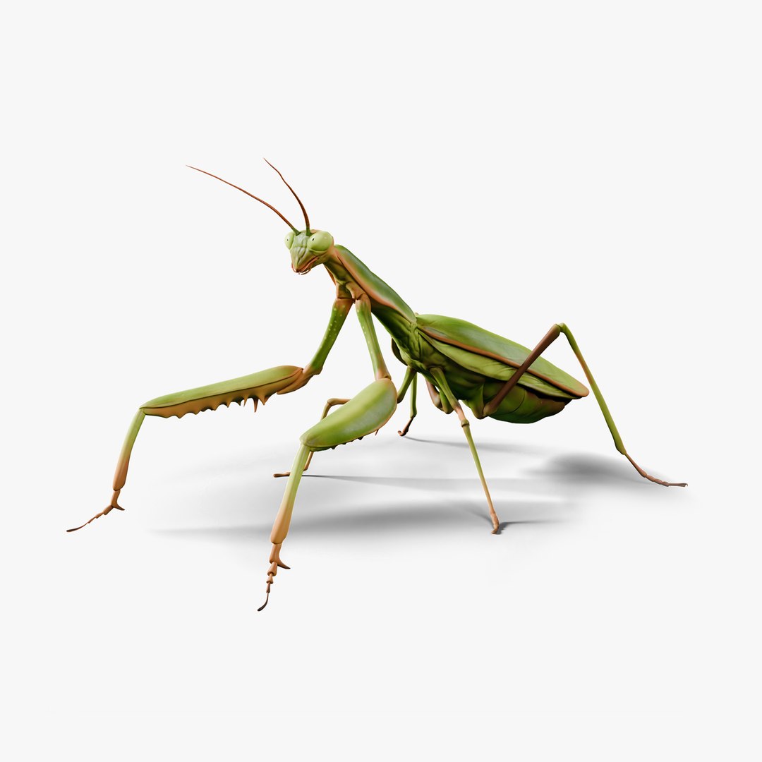 Praying Mantis 3dD Model Model - TurboSquid 2338593