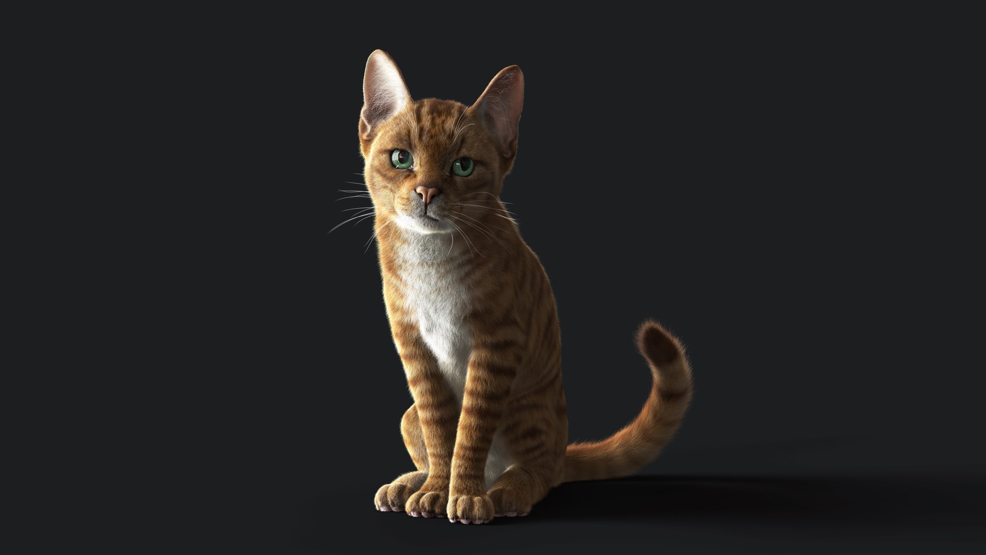 Cat Orange Tabby RIG - YETI Version 3D Model - TurboSquid 2116990