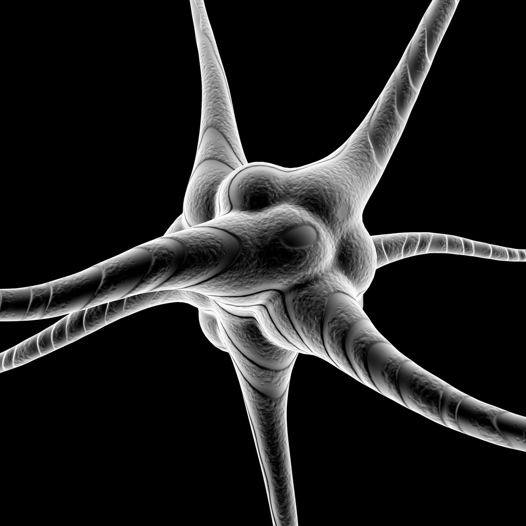 3D Neuron - TurboSquid 1975179