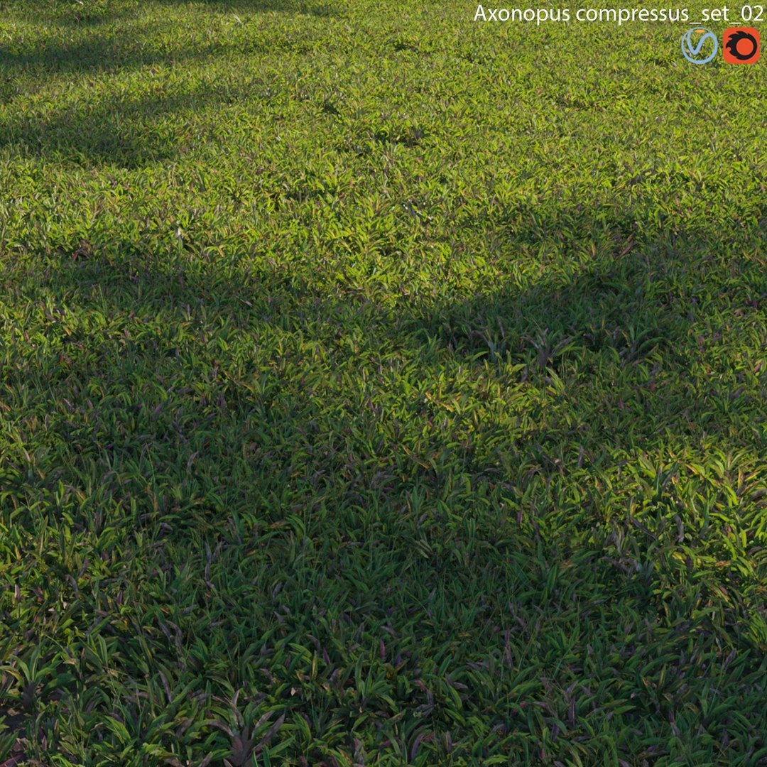 Axonopus Compressus 02 3D Model - TurboSquid 1874854