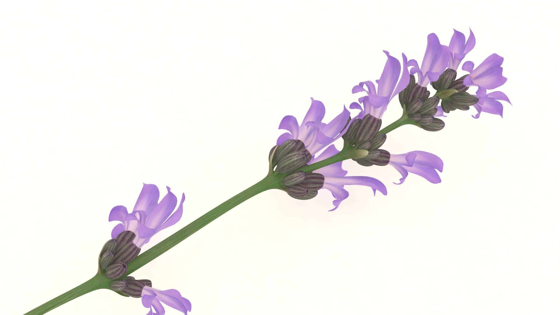3D Model Plant Lavender Flower Spices - TurboSquid 1695841