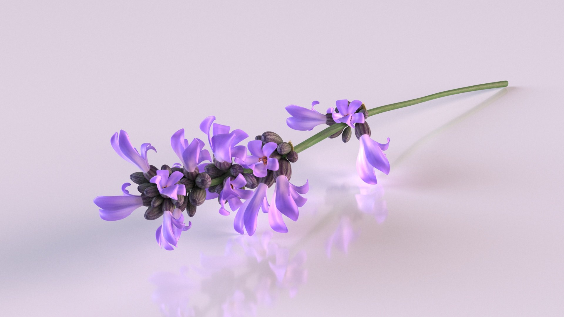 3D Model Plant Lavender Flower Spices - TurboSquid 1695841