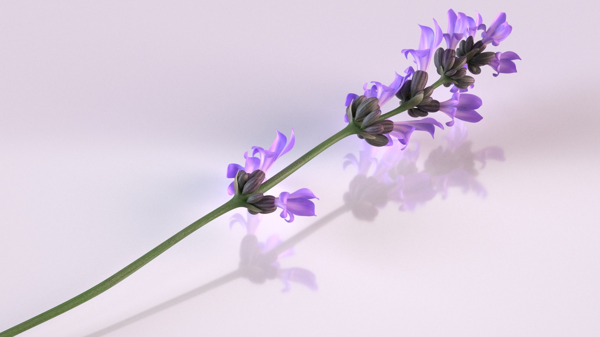 3D Model Plant Lavender Flower Spices - TurboSquid 1695841