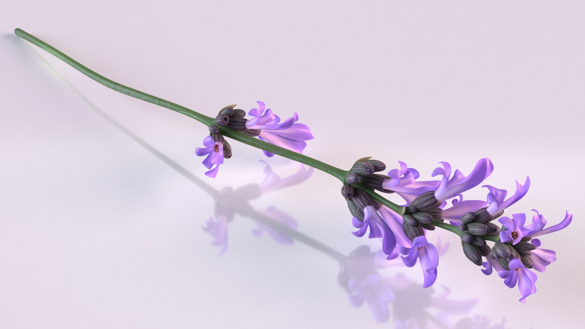 3D Model Plant Lavender Flower Spices - TurboSquid 1695841