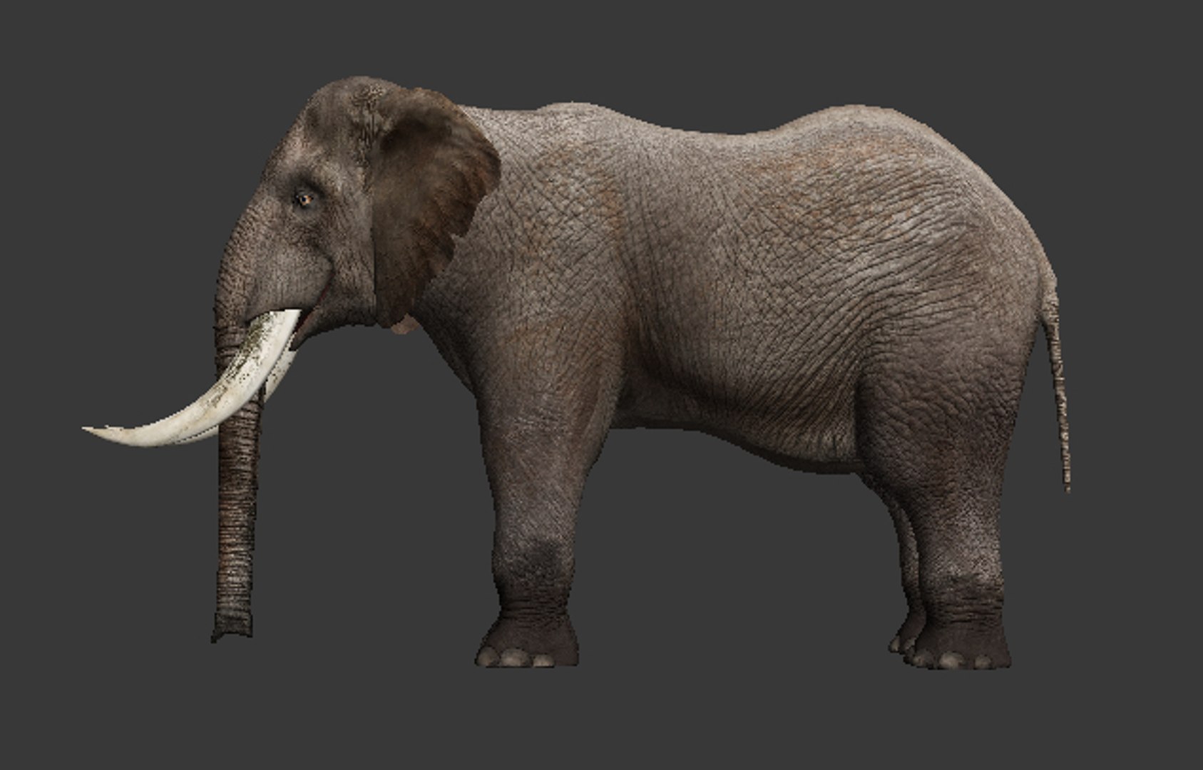 Elephant 3D Model - TurboSquid 1446096