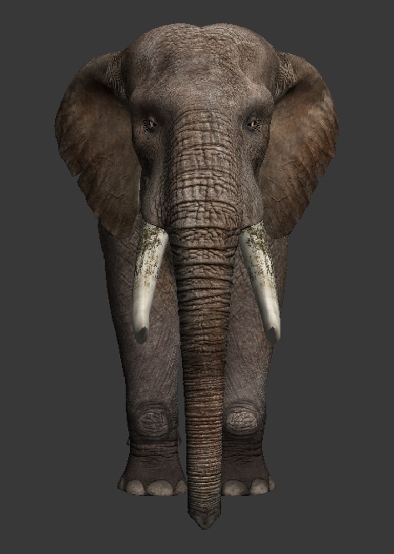 Elephant 3D Model - TurboSquid 1446096