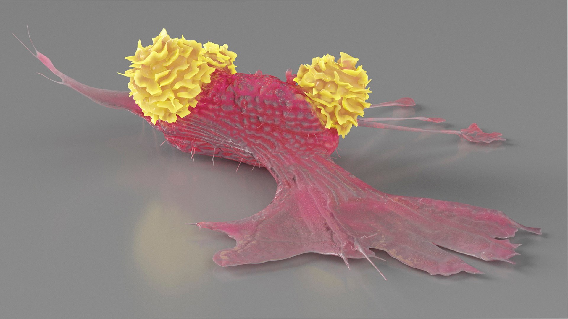 3D Model Cancer Cell With 3 Lymphocytes - TurboSquid 2220935