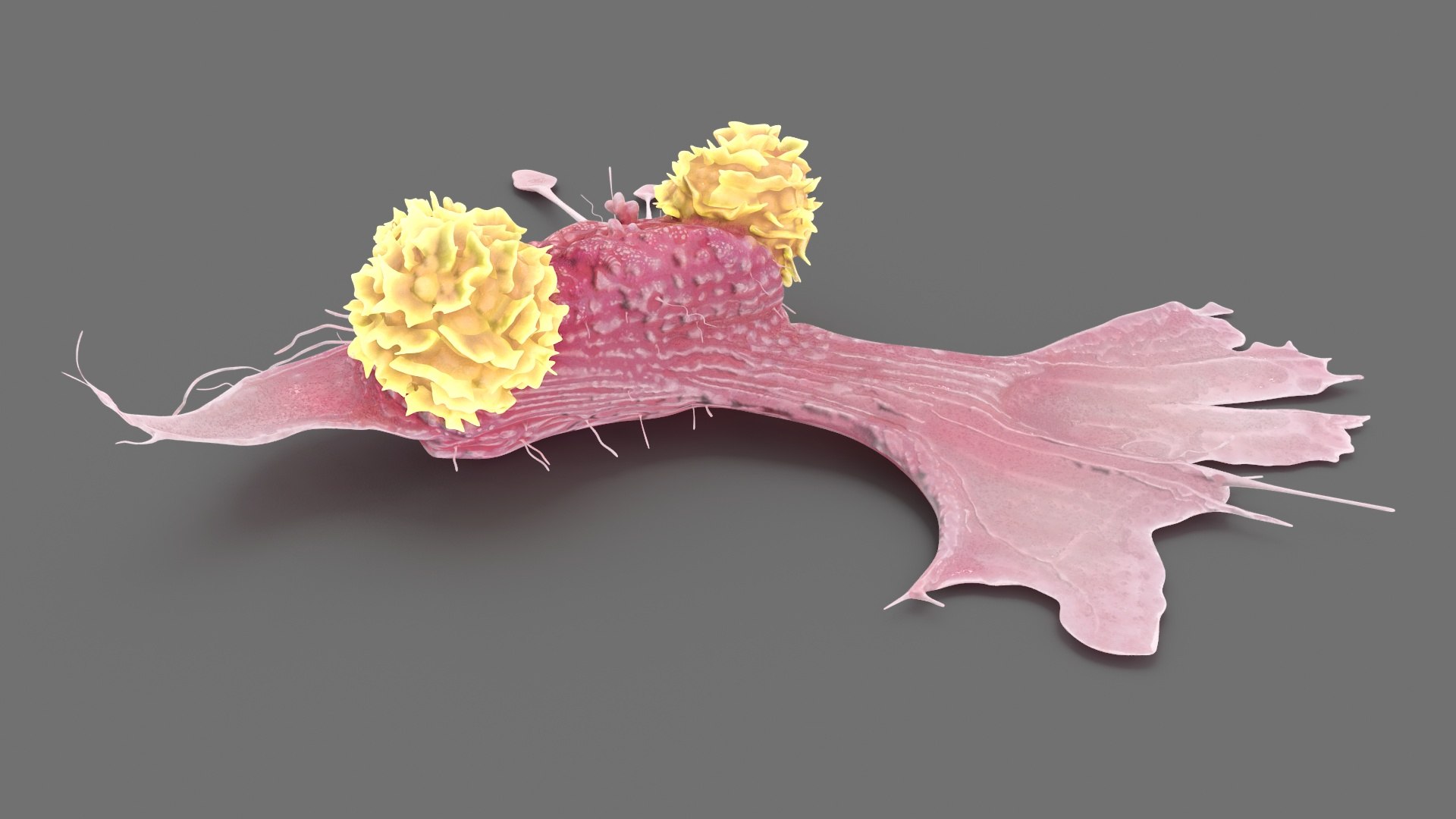 3D Model Cancer Cell With 3 Lymphocytes - TurboSquid 2220935