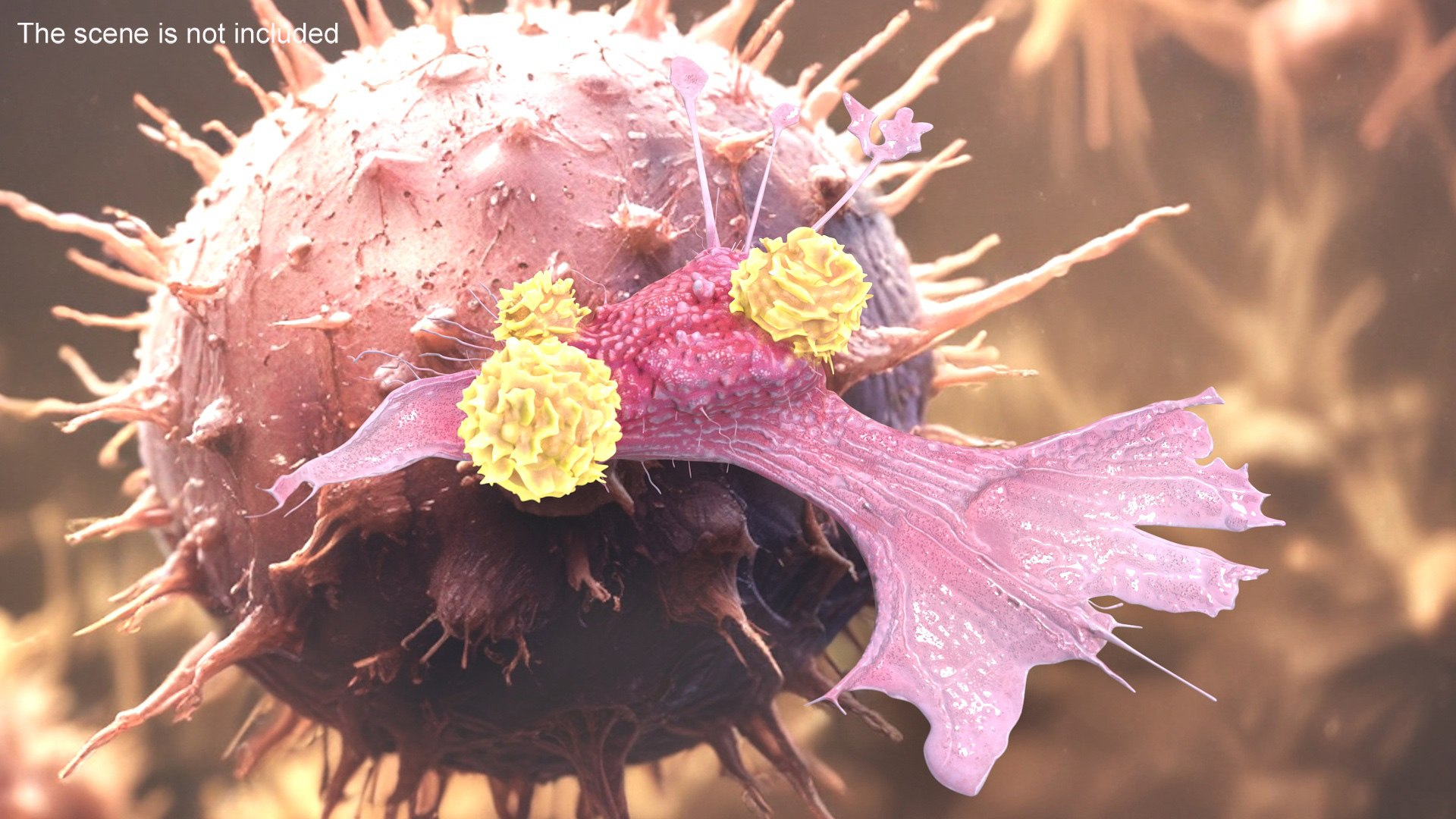 3d Model Cancer Cell With 3 Lymphocytes Turbosquid 2220935