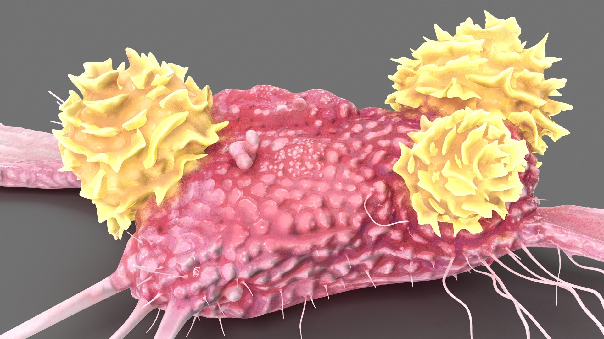 3D Model Cancer Cell With 3 Lymphocytes - TurboSquid 2220935