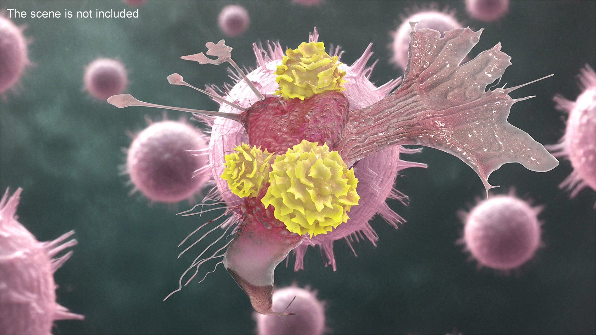 3D Model Cancer Cell With 3 Lymphocytes - TurboSquid 2220935