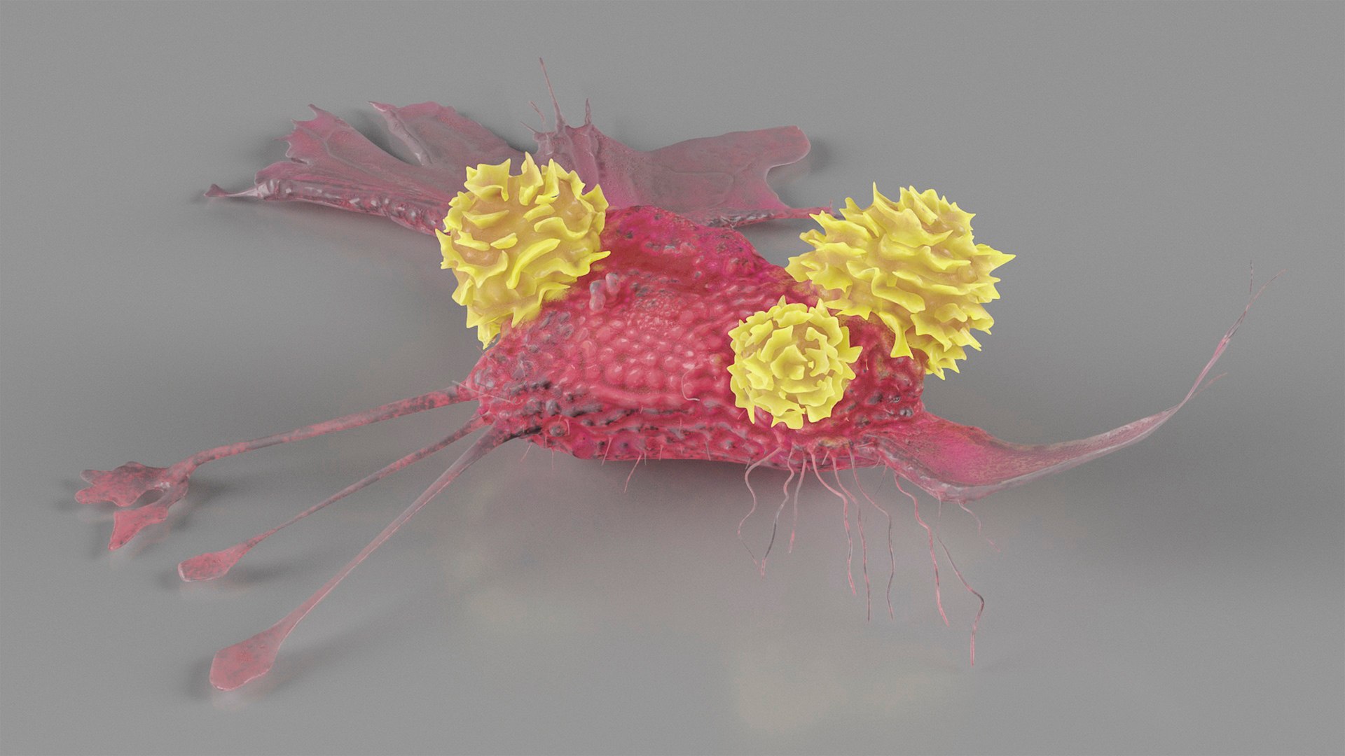 3D Model Cancer Cell With 3 Lymphocytes - TurboSquid 2220935