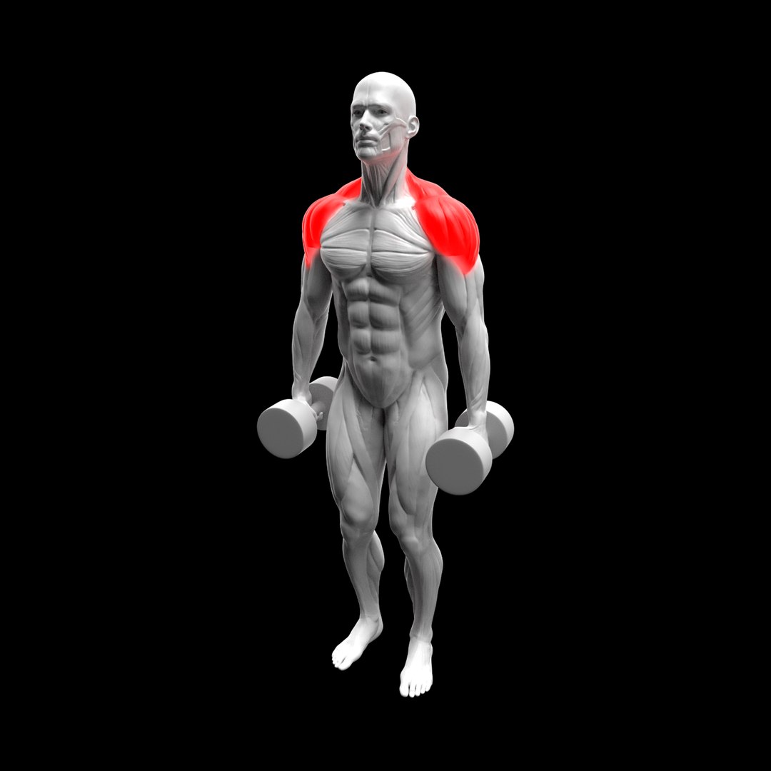 Shoulder Exercise Pack - Lateral Raise - Military Press - Rear Shoulder ...