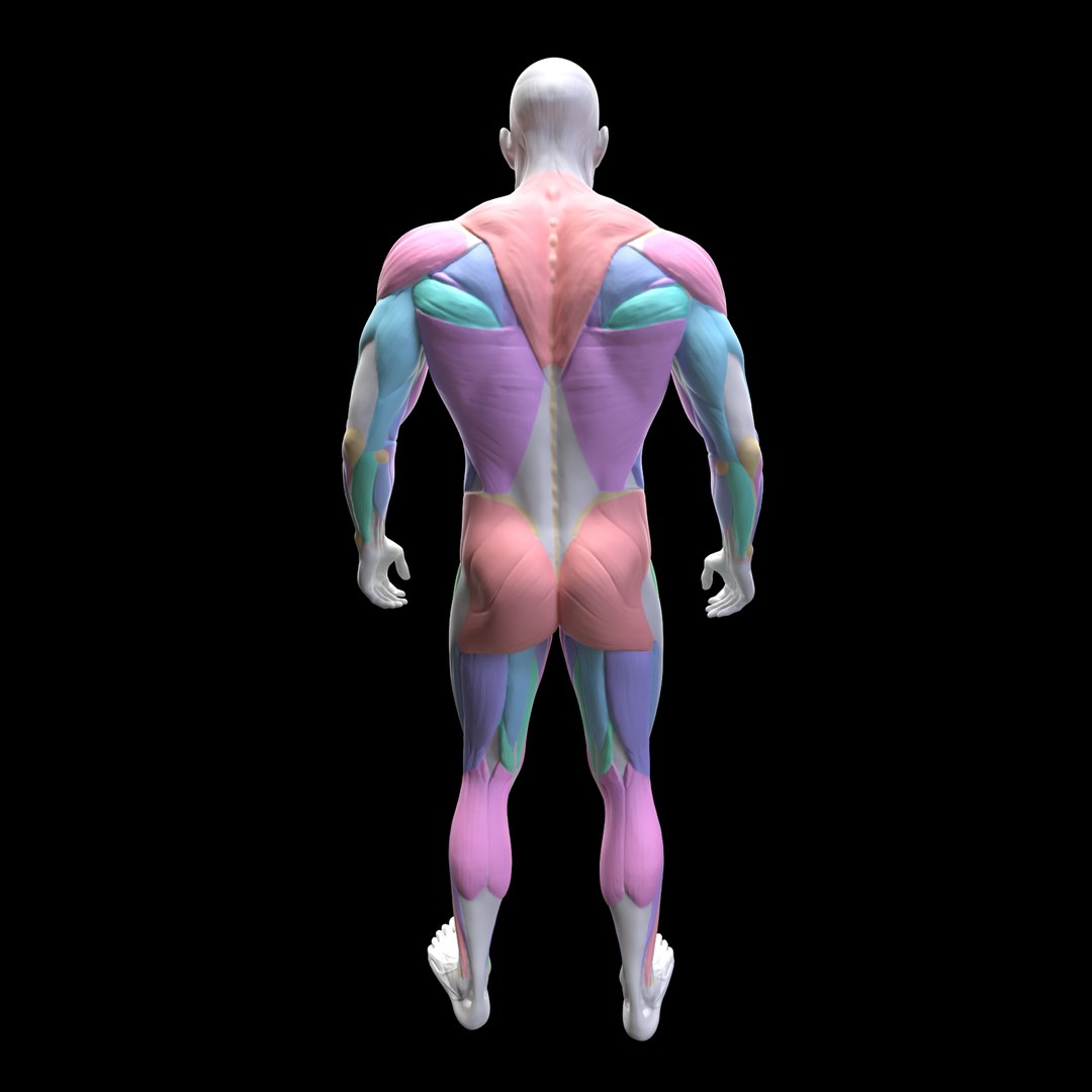 Shoulder Exercise Pack - Lateral Raise - Military Press - Rear Shoulder ...