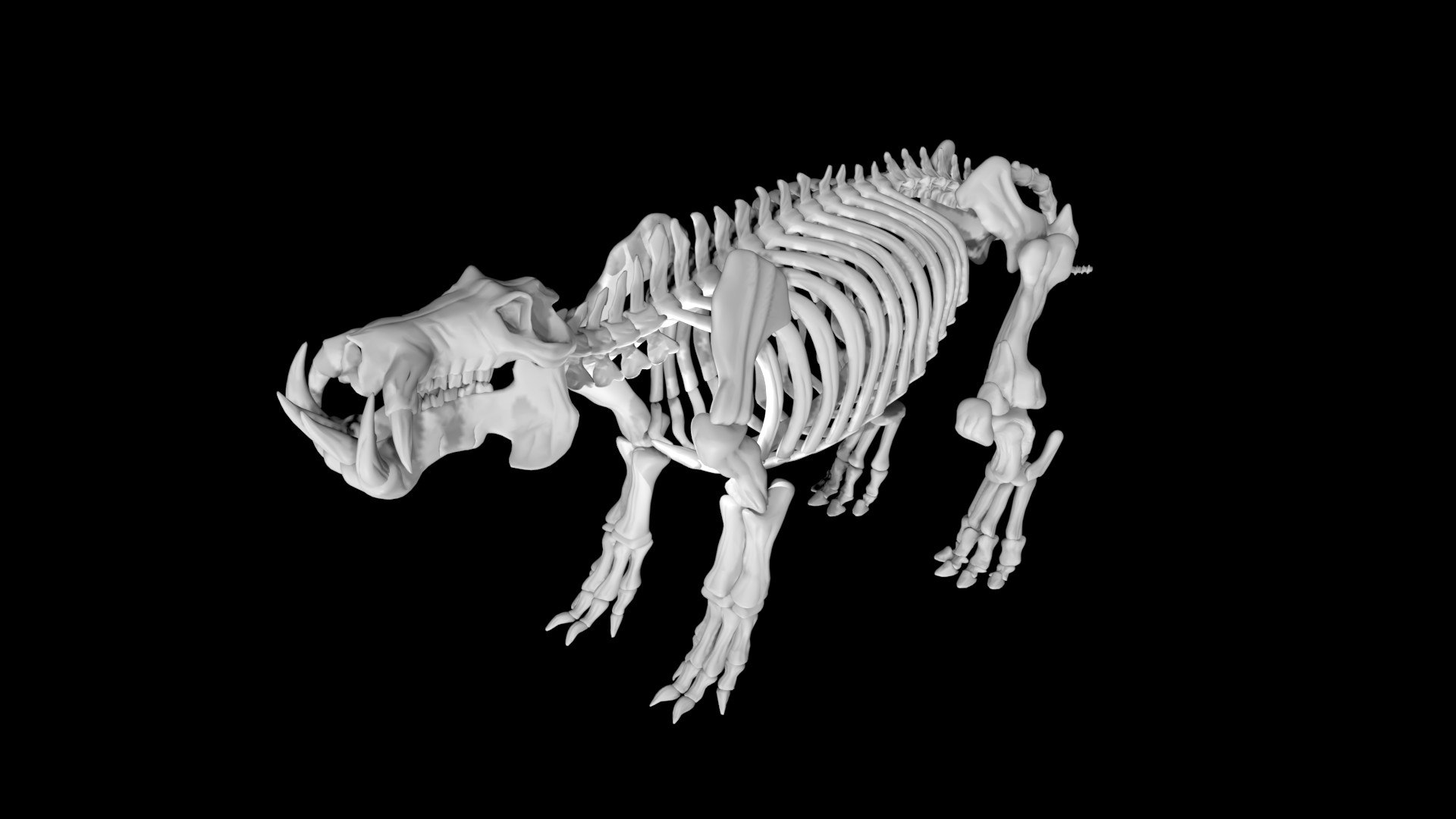 3D Rigged Hippo Skeleton - TurboSquid 1853942