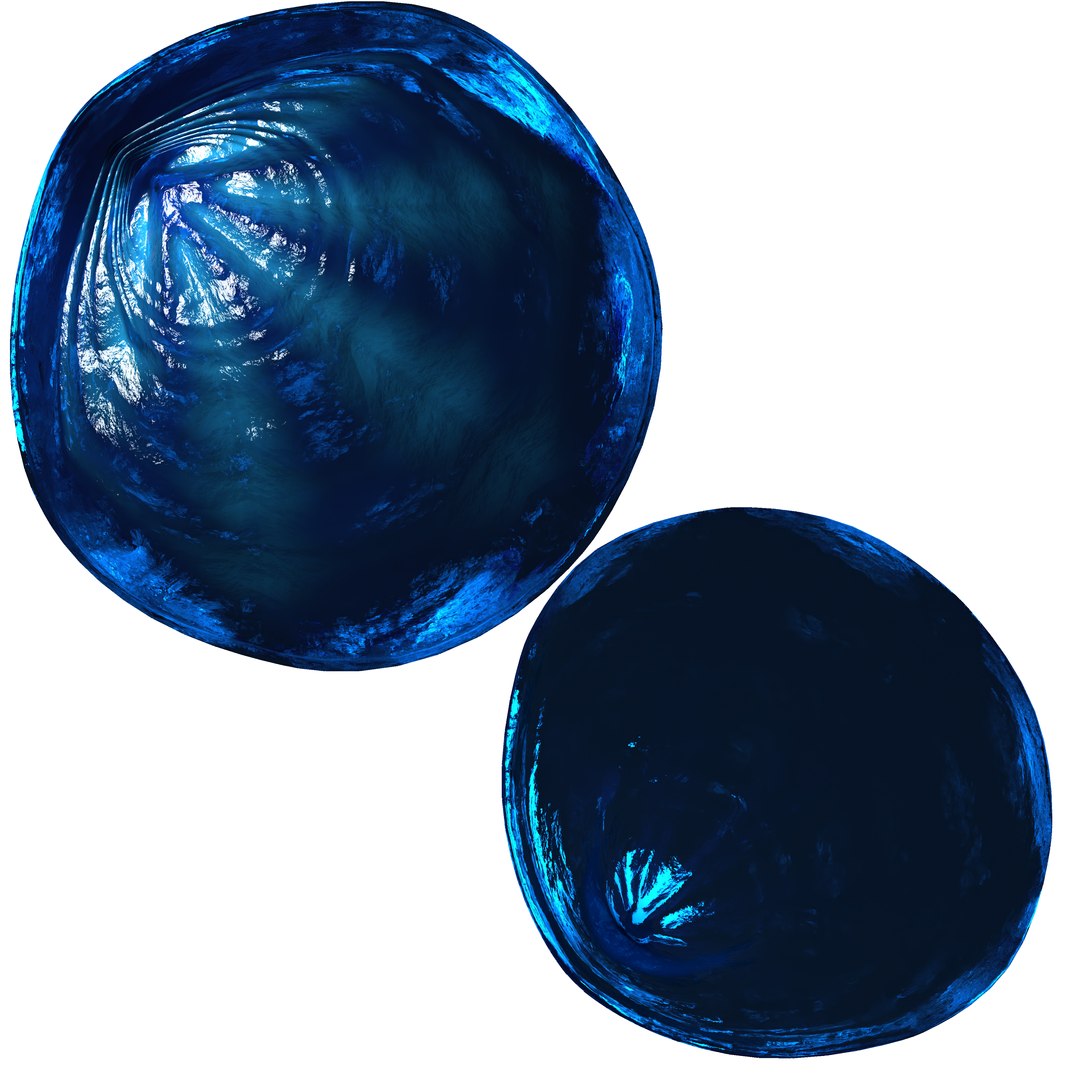 Fan Sea Shell 3D Model - TurboSquid 2081821