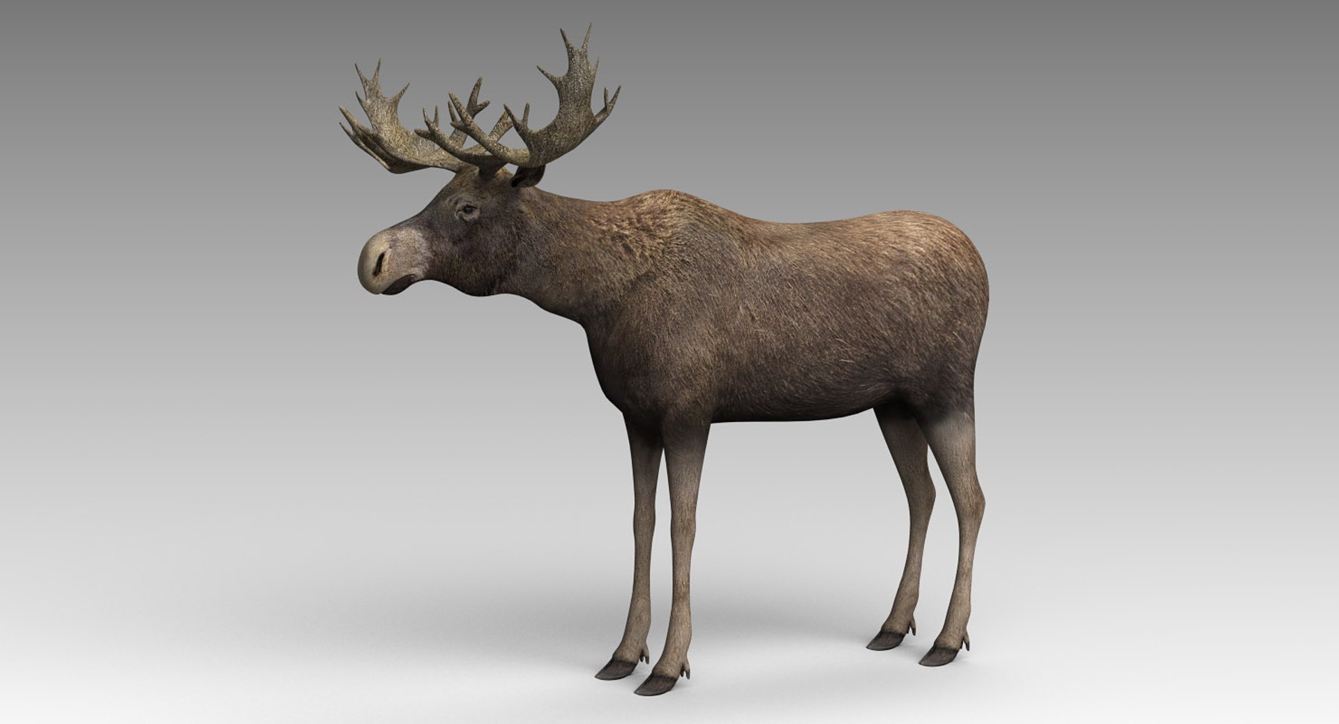 3D Moose Beast Animal - TurboSquid 1431448