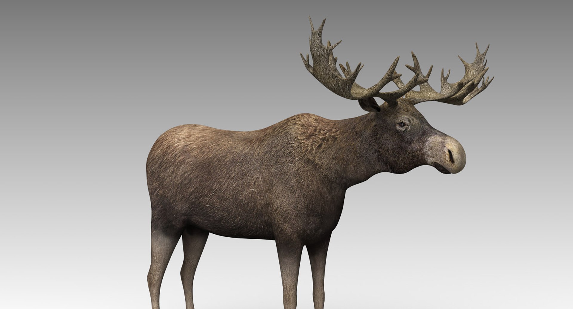 3D Moose Beast Animal - TurboSquid 1431448