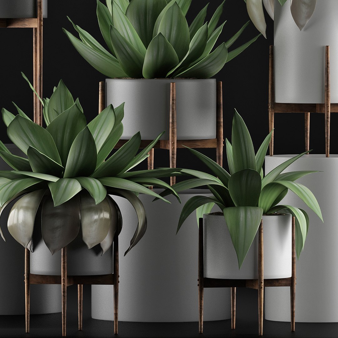 3D exotic plants trees model - TurboSquid 1623595