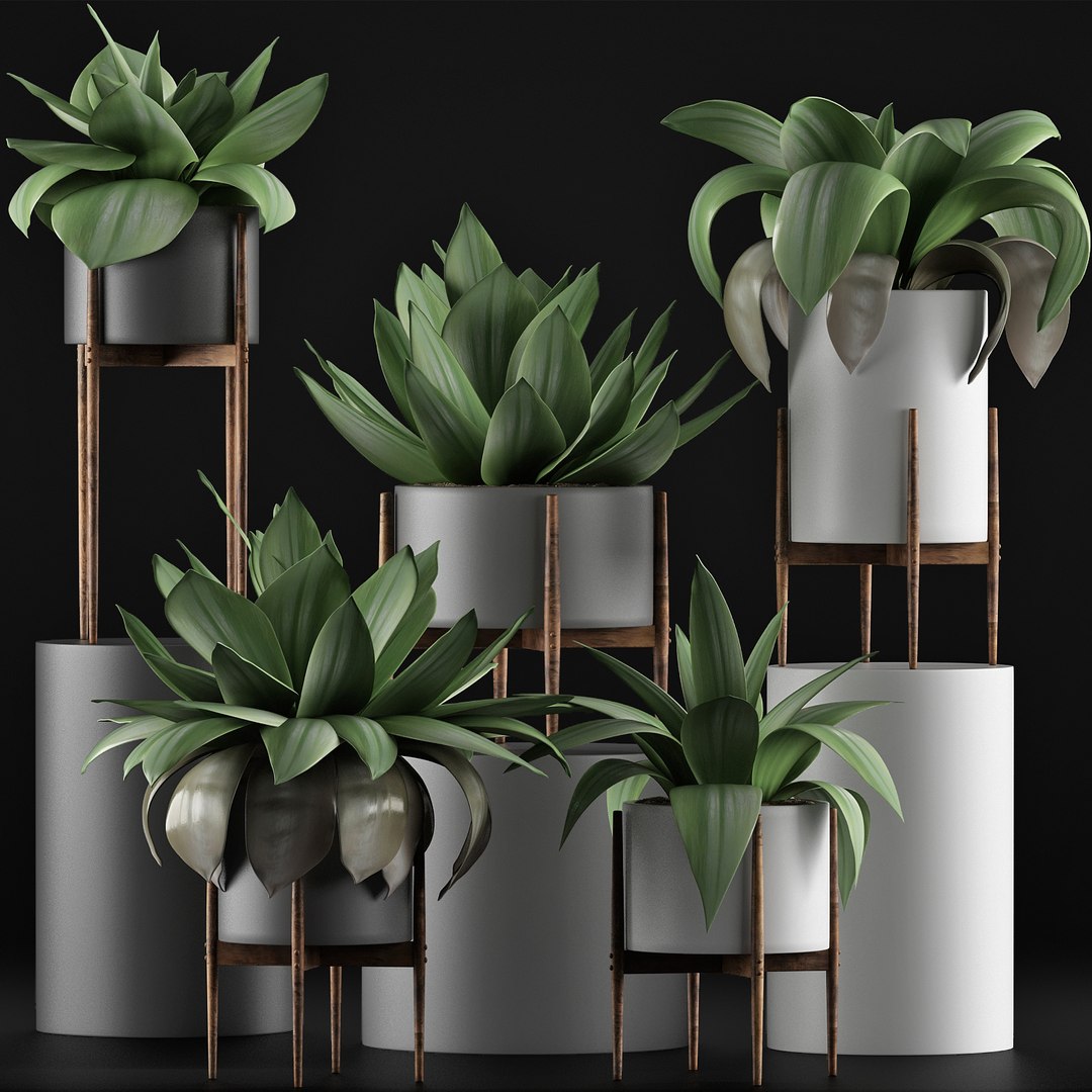 3D exotic plants trees model - TurboSquid 1623595