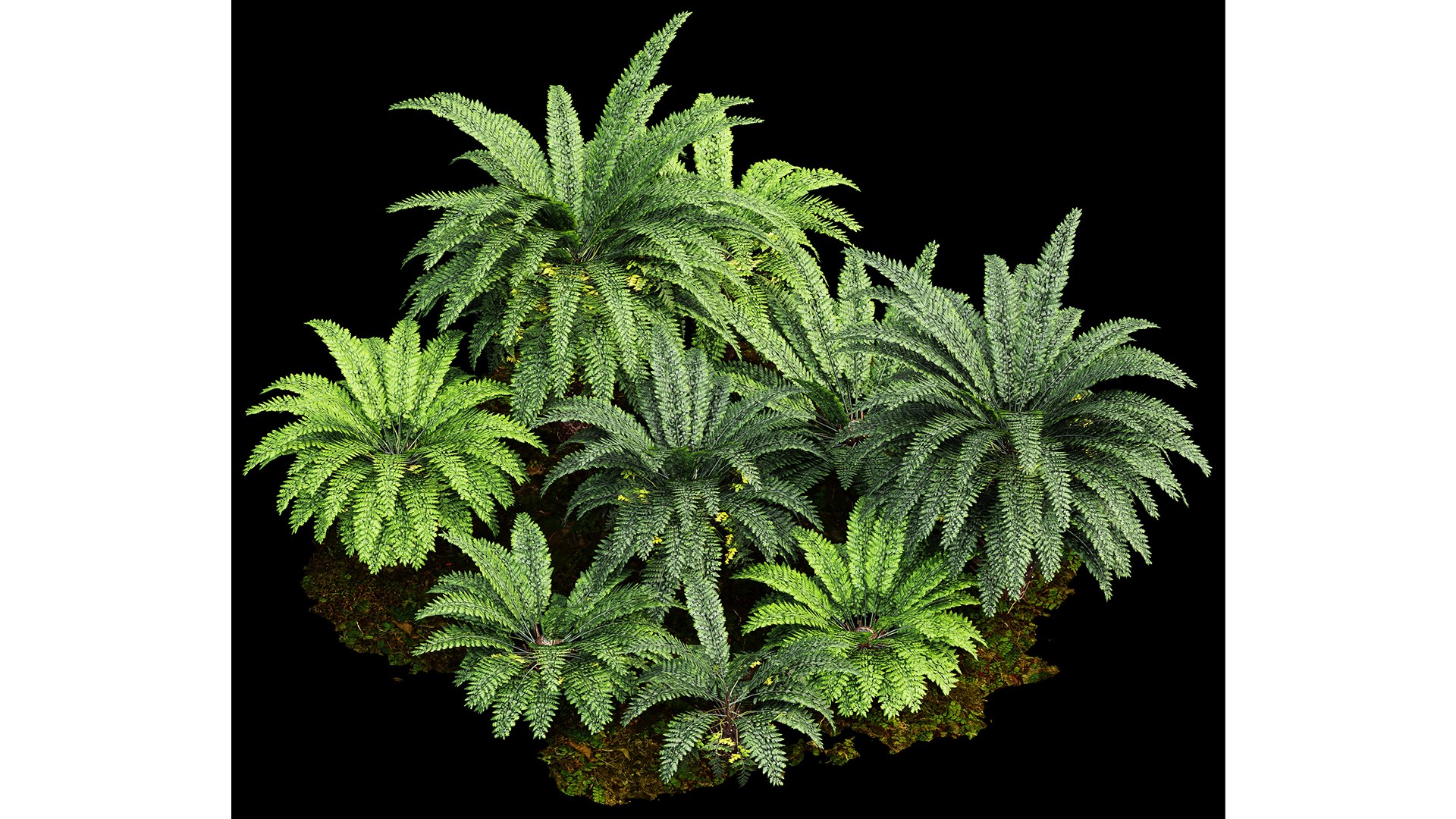 3D Forest Lawn Iron Fern Plant - TurboSquid 2245084