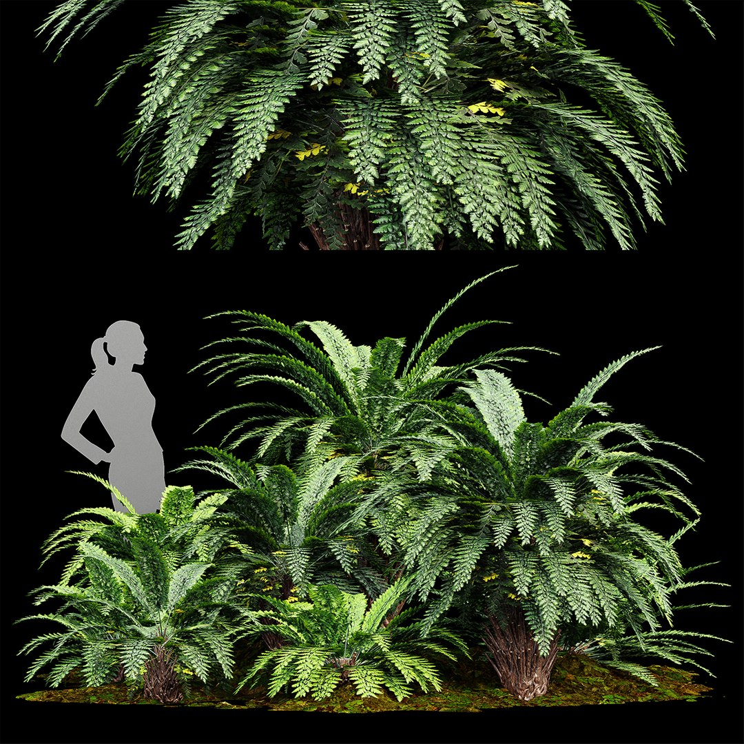 3D Forest Lawn Iron Fern Plant - TurboSquid 2245084