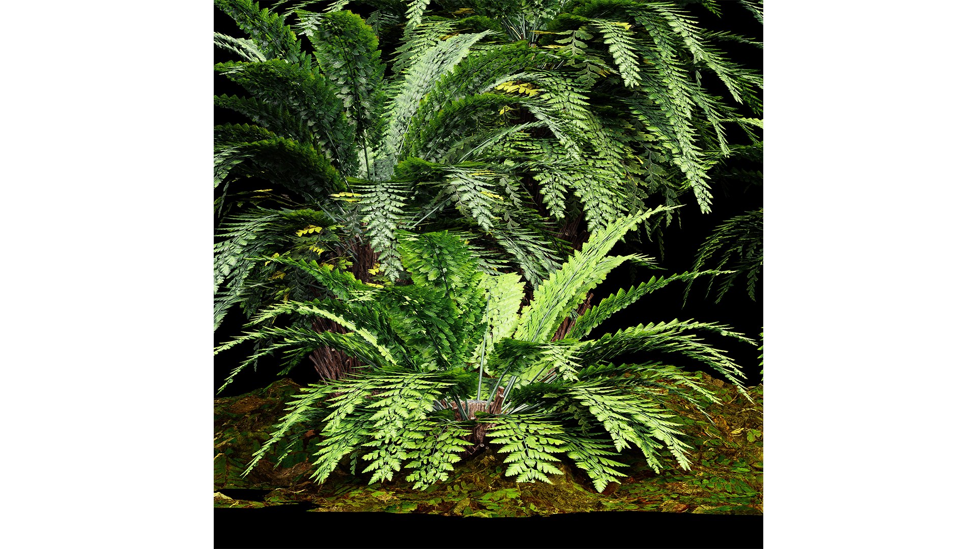 3D Forest Lawn Iron Fern Plant - TurboSquid 2245084