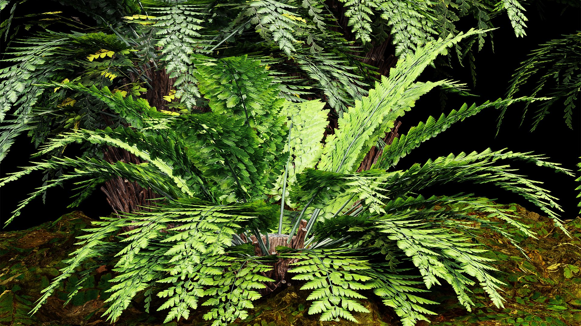 3D Forest Lawn Iron Fern Plant - TurboSquid 2245084