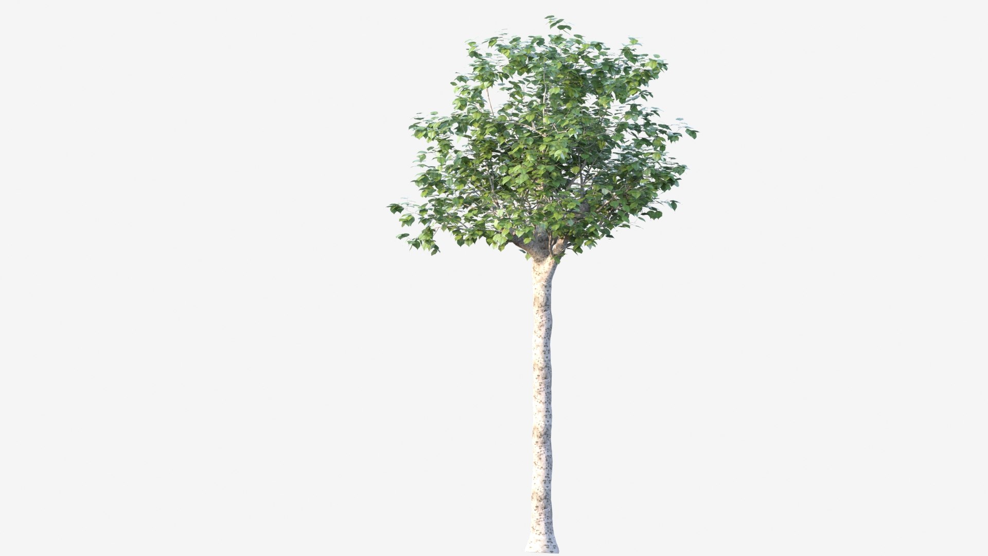 Birch Tree 3D Model - TurboSquid 1892864