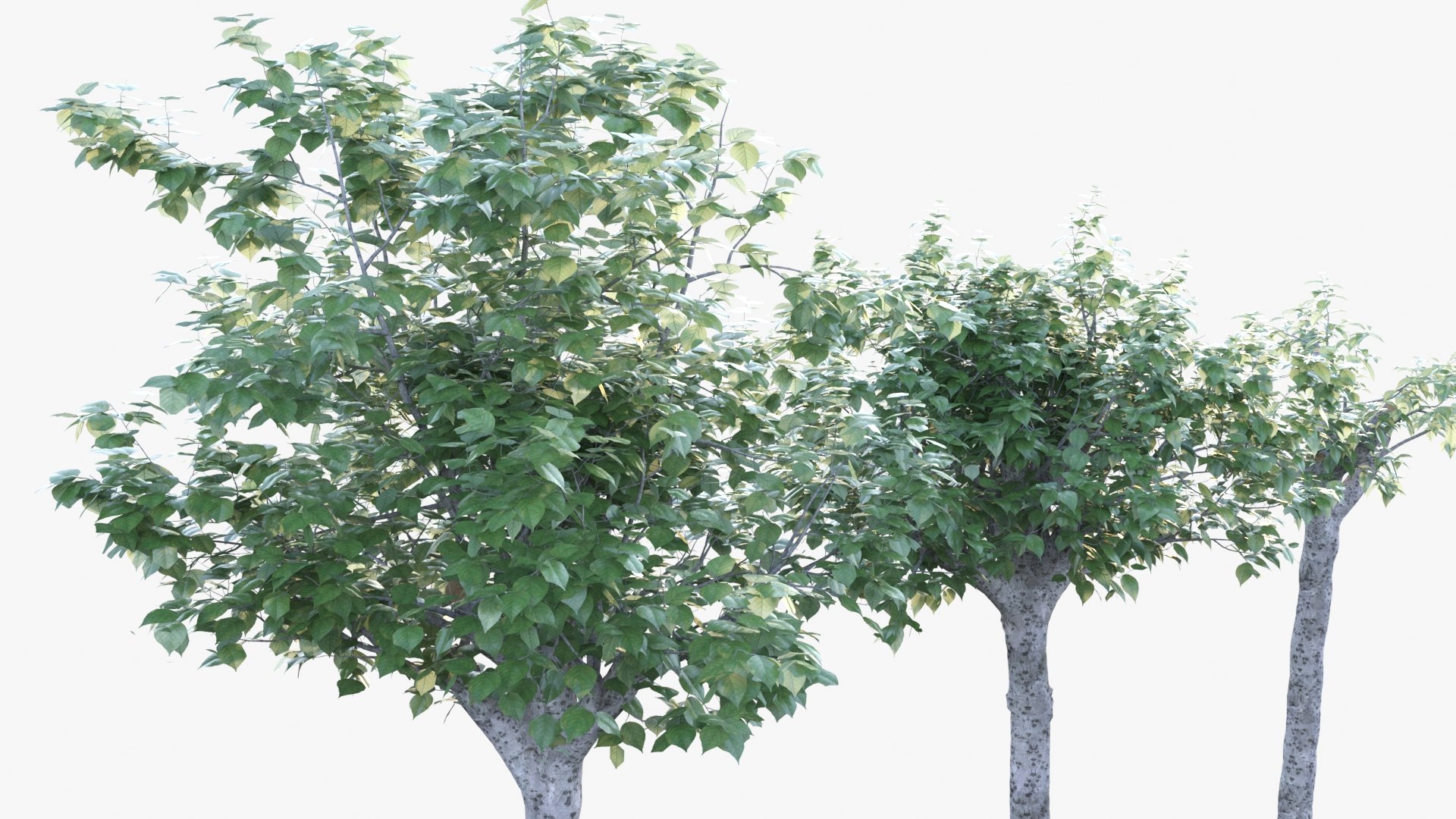 Birch Tree 3D Model - TurboSquid 1892864