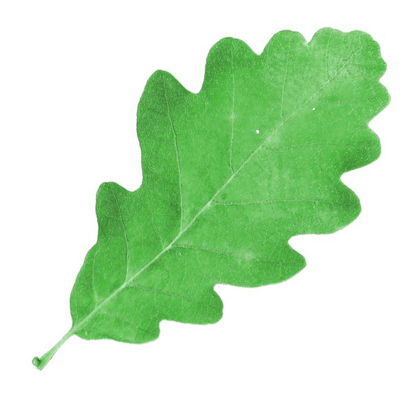 3d obj oak leaf