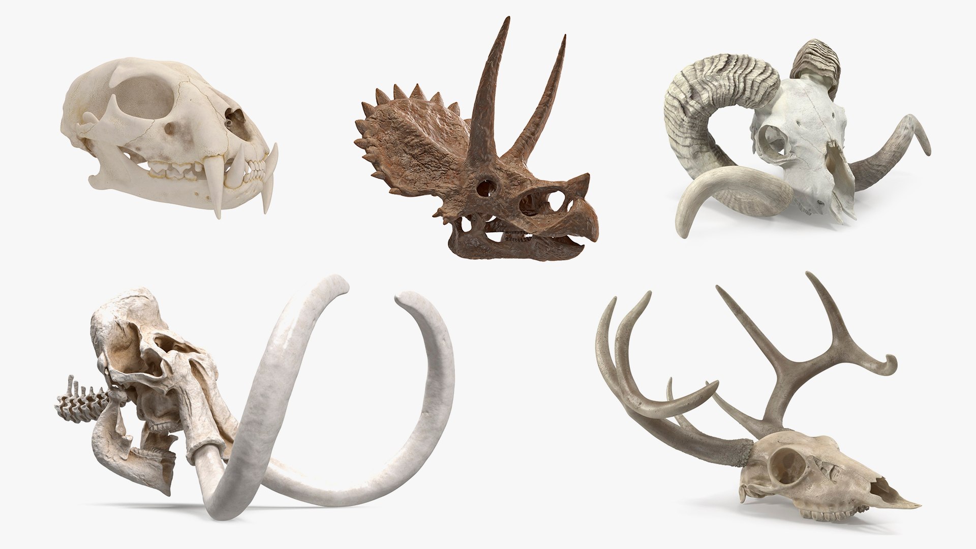 3D Model Skulls Collection 5 - TurboSquid 2215924