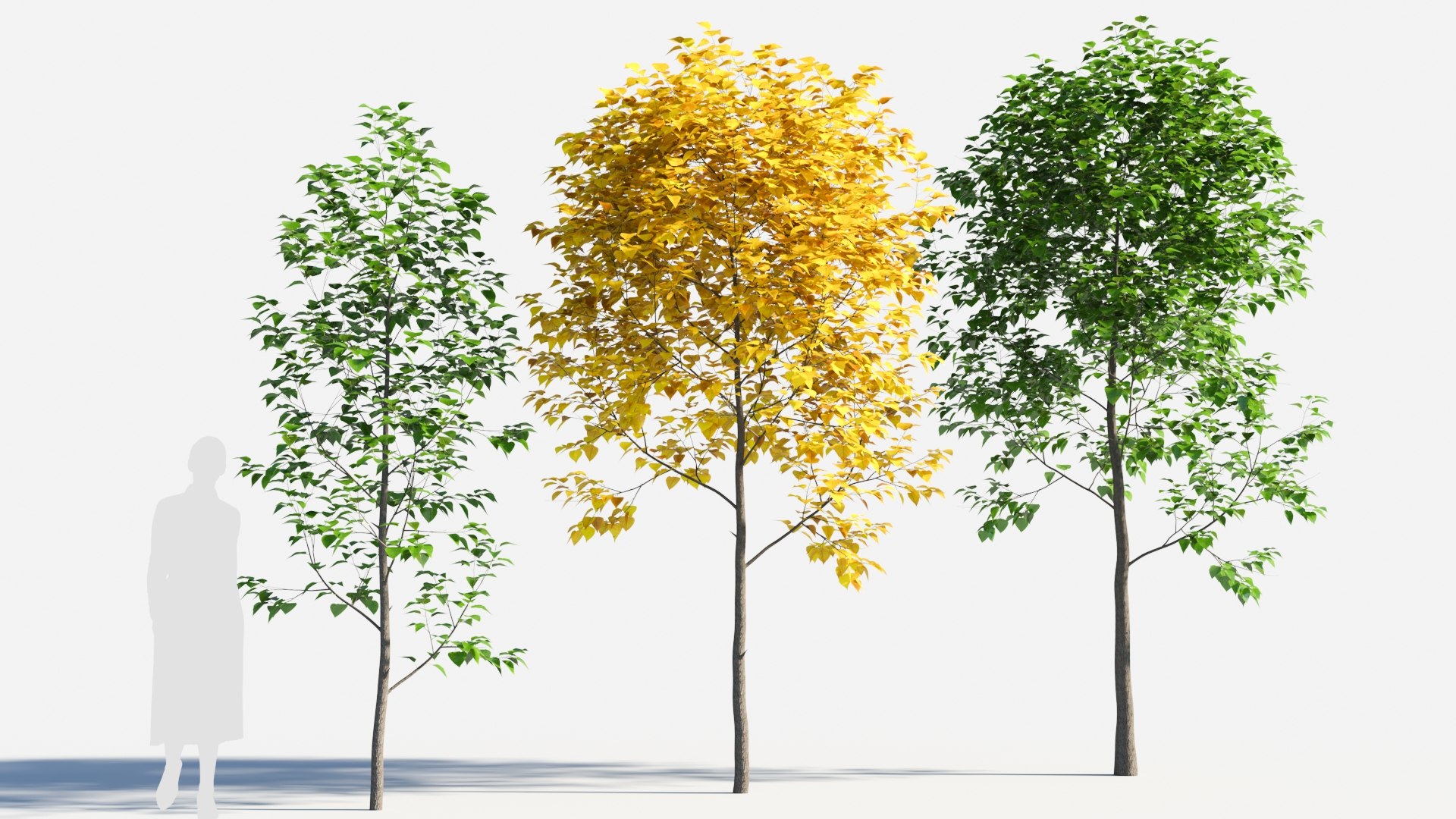 3D Populus Balsamifera Tree-2 - TurboSquid 2085079