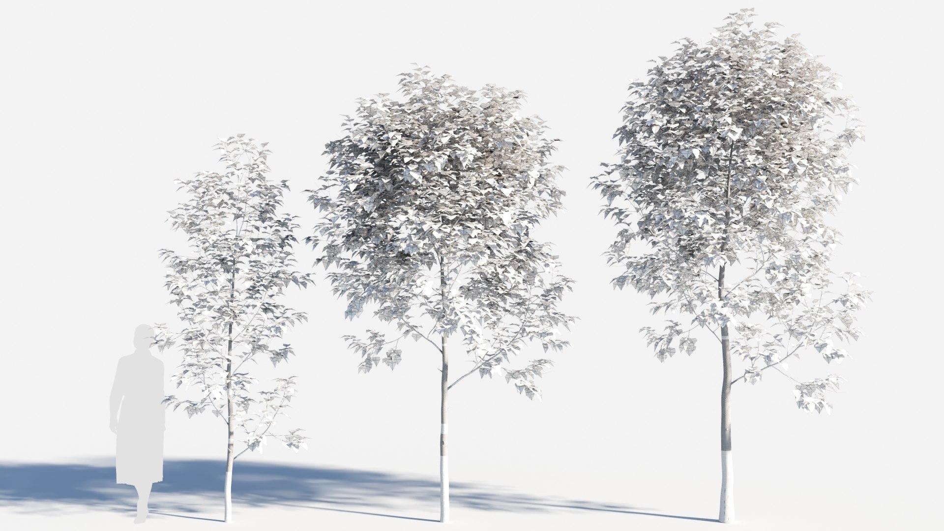 3D Populus Balsamifera Tree-2 - TurboSquid 2085079
