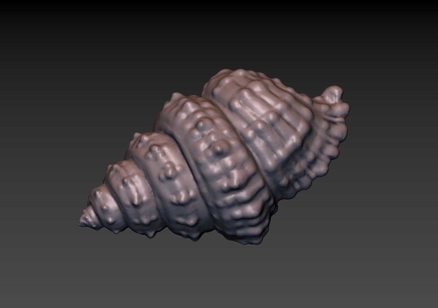 3D Seashell 3D Print - TurboSquid 1873756
