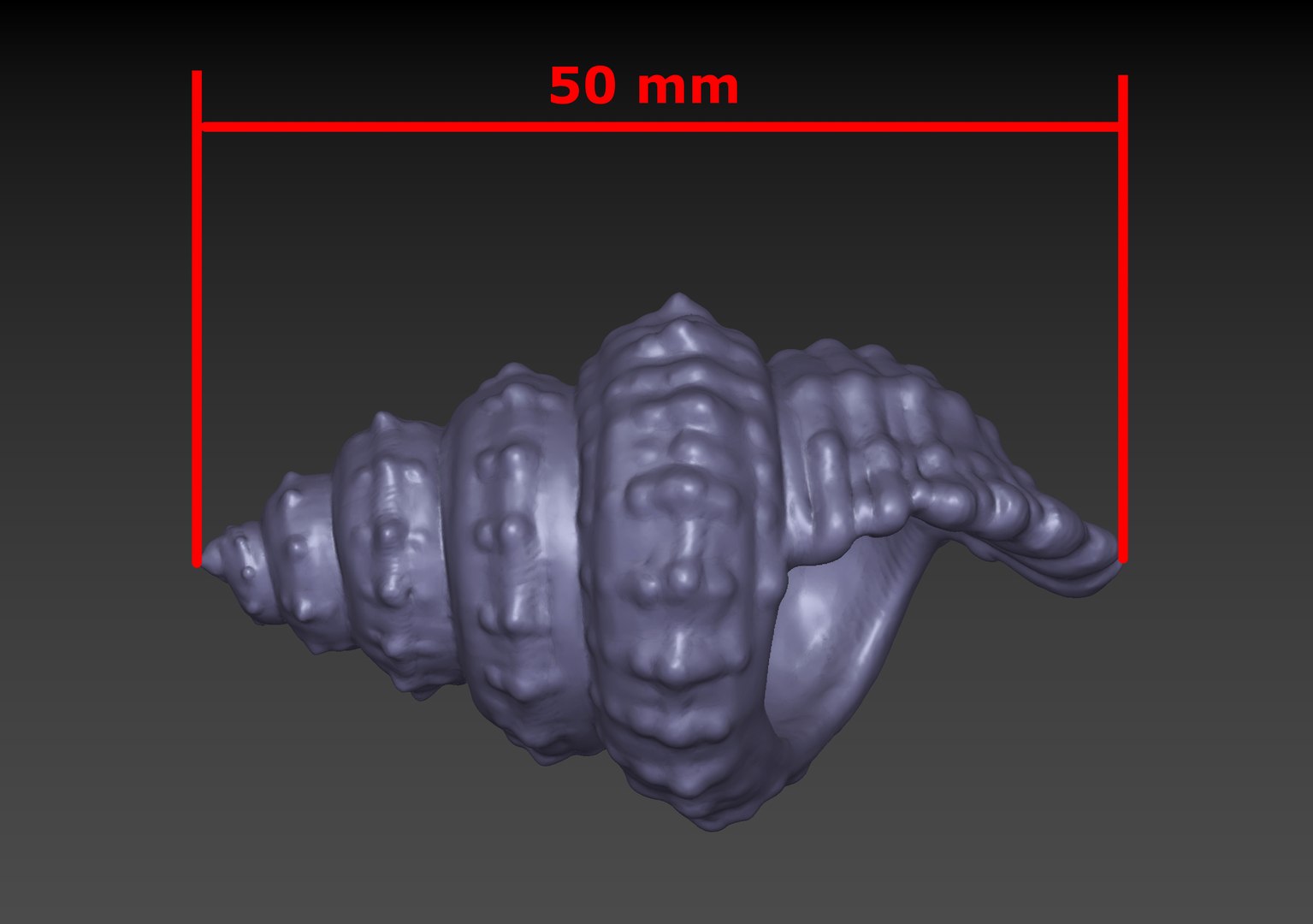 3D Seashell 3D Print - TurboSquid 1873756